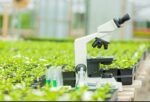Botany: An Overview | Scope, Importance & Career Opportunities
